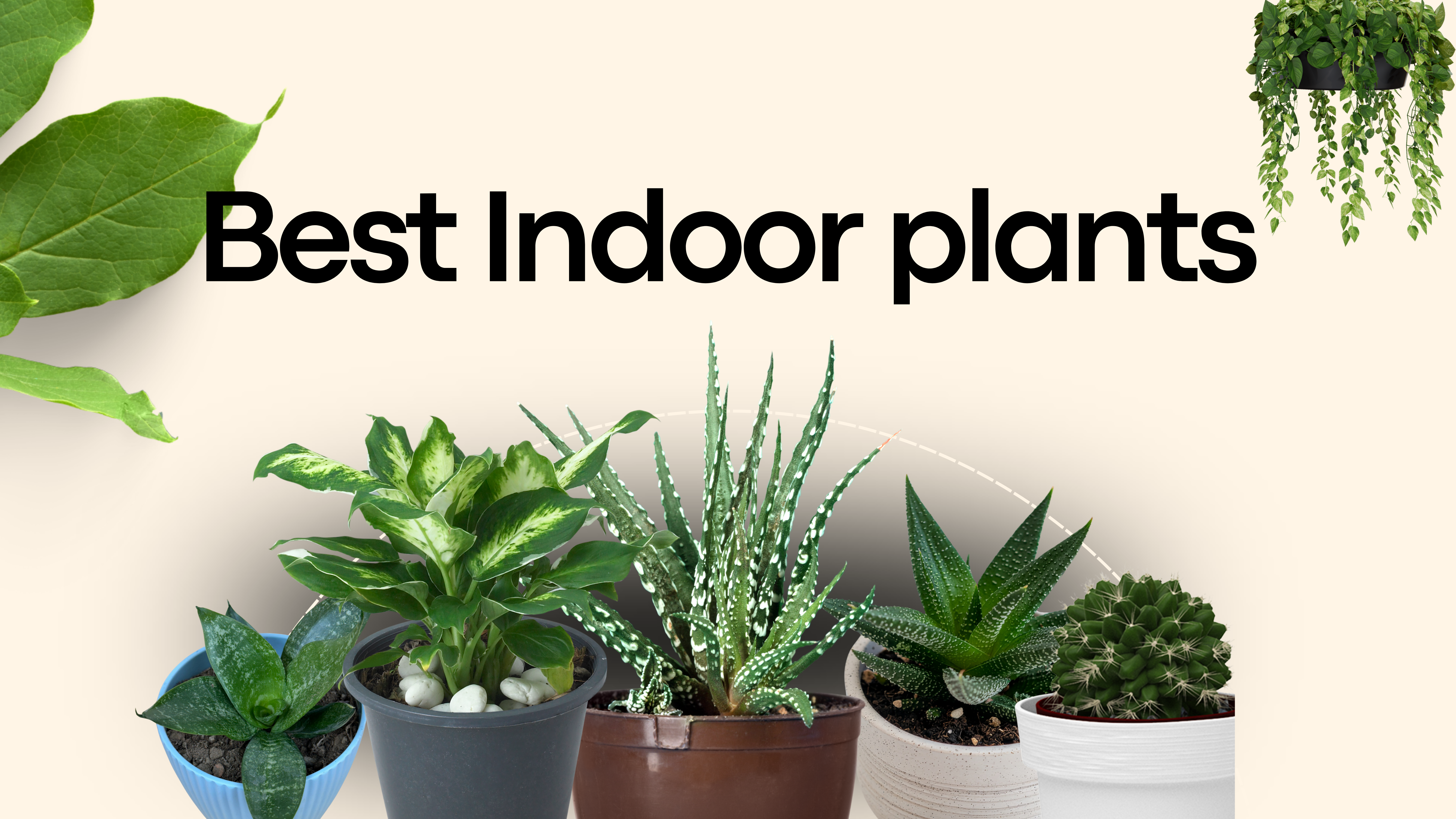 Best Indoor Plants Complete Guide – Plant Rabit