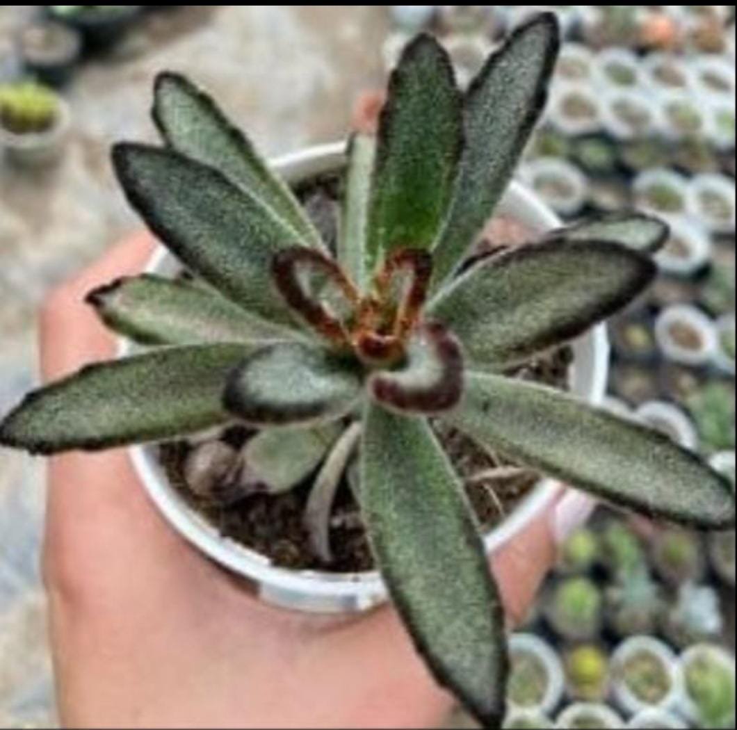 New Arrivals– Fresh Succulents Plants & Combos – Plant Rabit