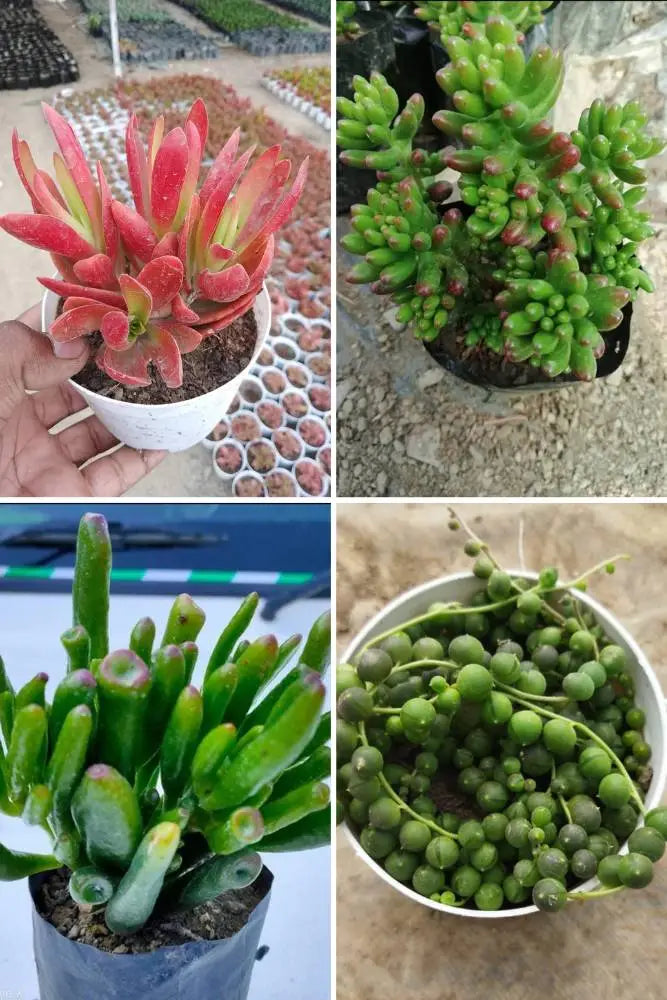 Buy Succulent plant Combo A1 Plant Bundle – Plant Rabit