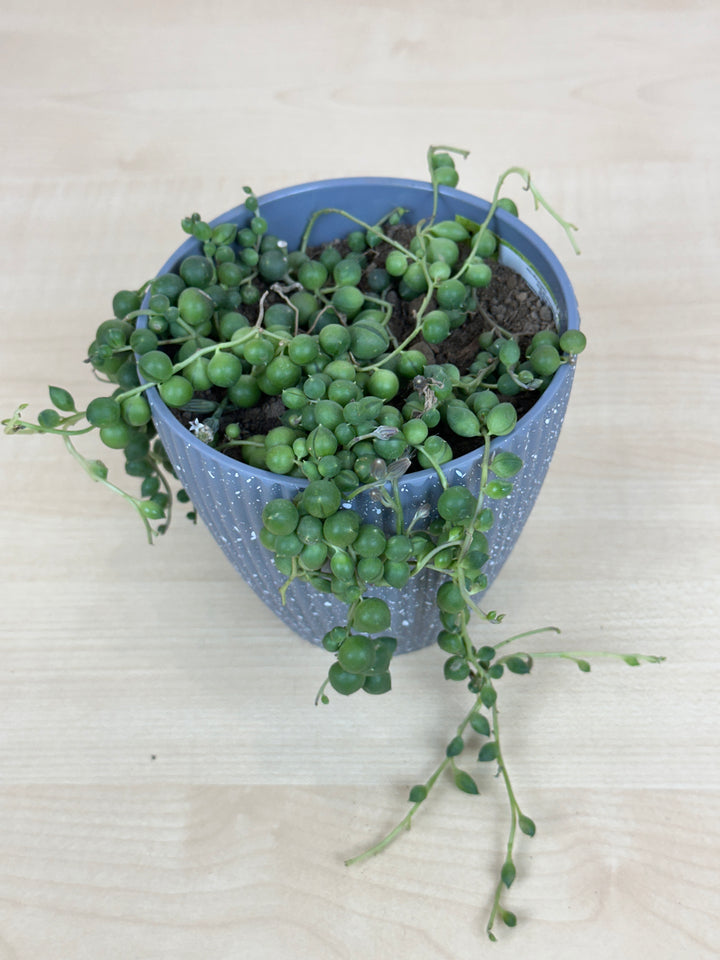 Best Succulent Plants Online | Starts from ₹59/- – Plant Rabit