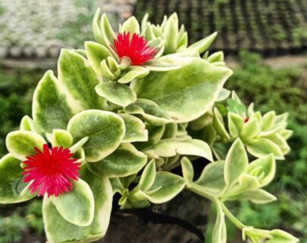 Buy Succulents plants online from plant Rabit || save upto 70% – Plant ...