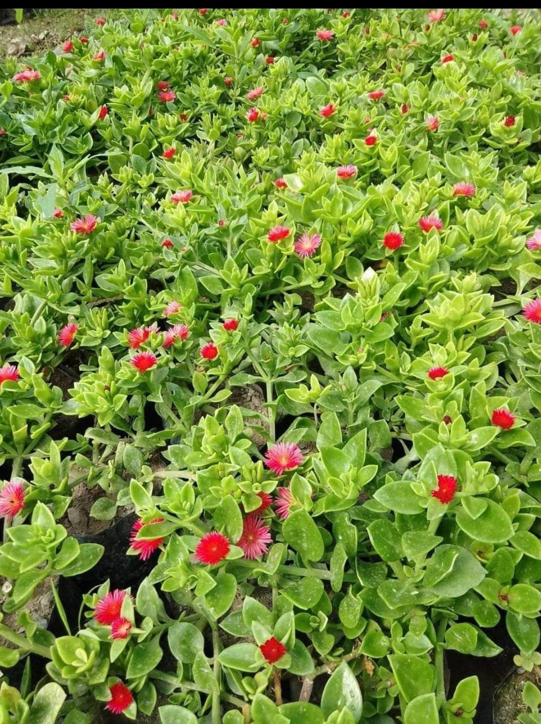 Buy Succulents plants online from plant Rabit || save upto 70% – Plant ...