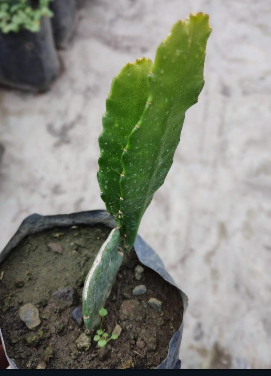 Buy Succulents plants online from plant Rabit || save upto 70% – Plant ...