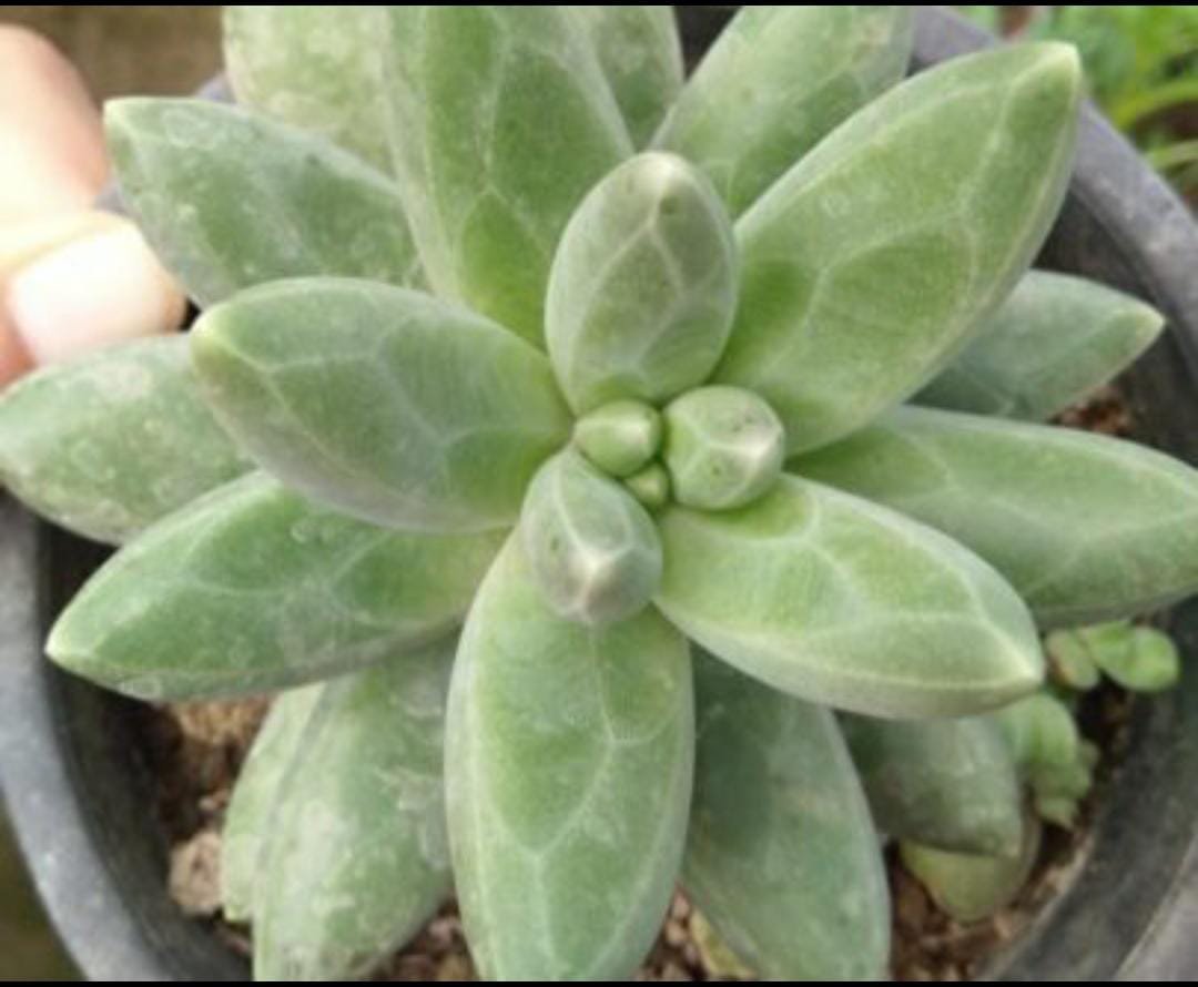 Pachyphytum Giraffe – Plant Rabit