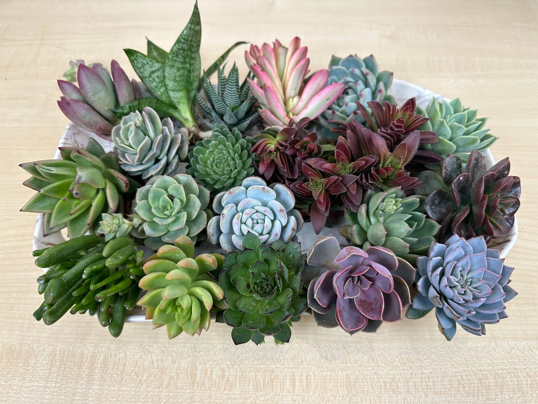 PlantRabit Combo Sets | Curated Plant Bundles – Plant Rabit