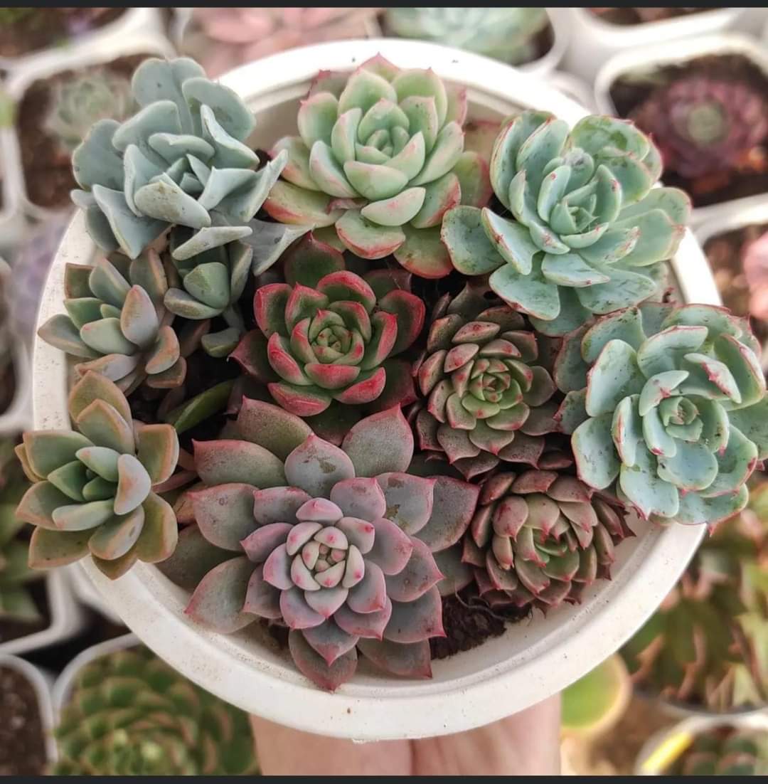 Buy Succulents Plants online at Lowest Price – Plant Rabit