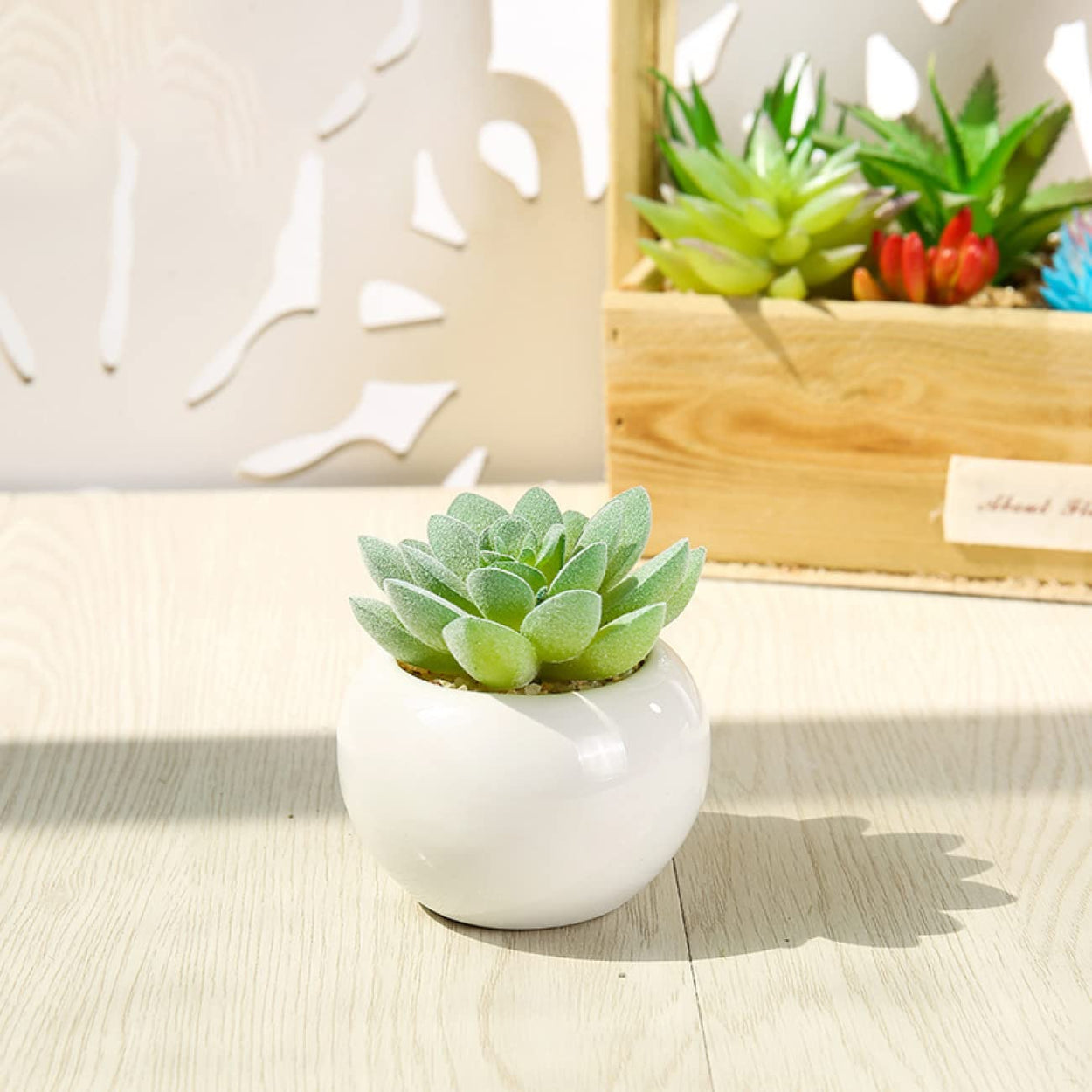 Buy Succulents Plants online at Lowest Price – Plant Rabit