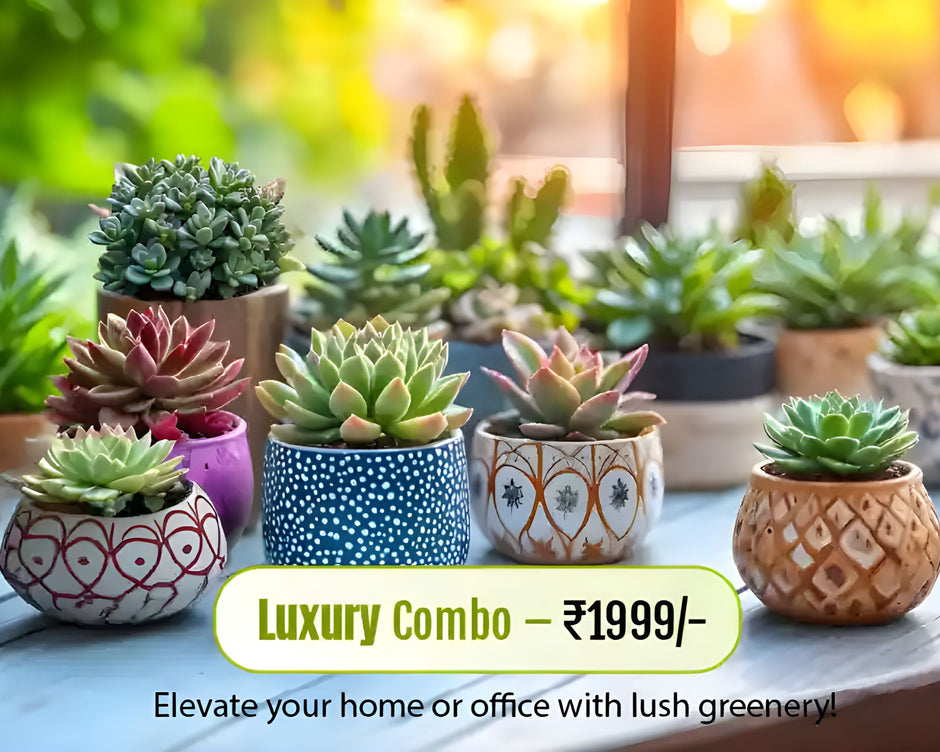 Luxury Succulent Plant Combo Sets | PlantRabit – Plant Rabit